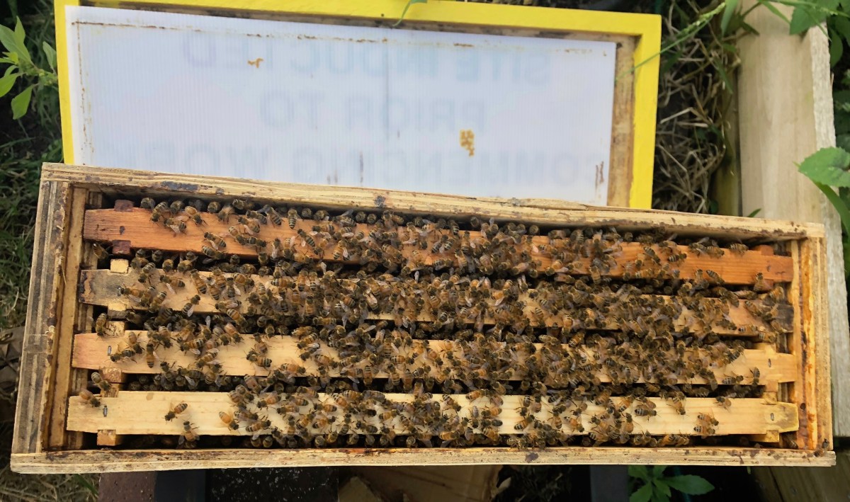 Bee Colonies – Bee and Wasp Removal Services. Beehives for sale.