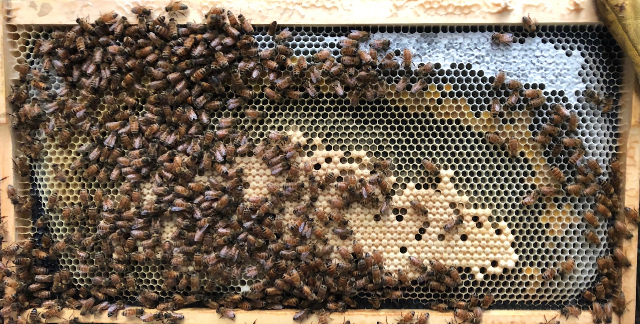 Bee Colonies – Bee and Wasp Removal Services. Beehives for sale.