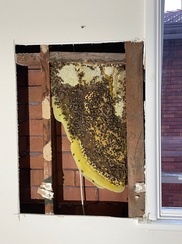 Removal of Bees – Bee and Wasp Removal Services. Beehives for sale.
