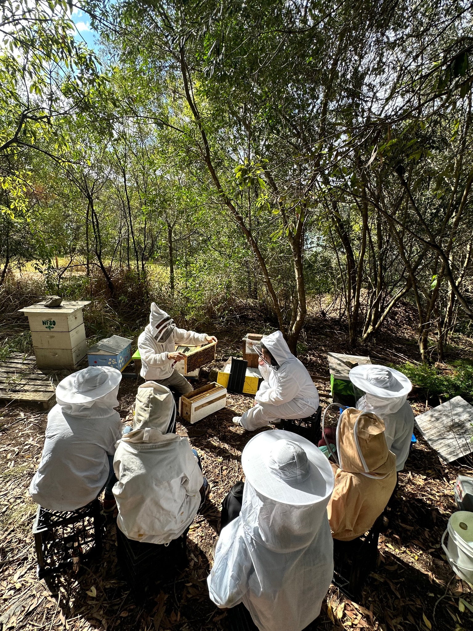 Beekeeping Classes – Bee and Wasp Removal Services. Beehives for sale.